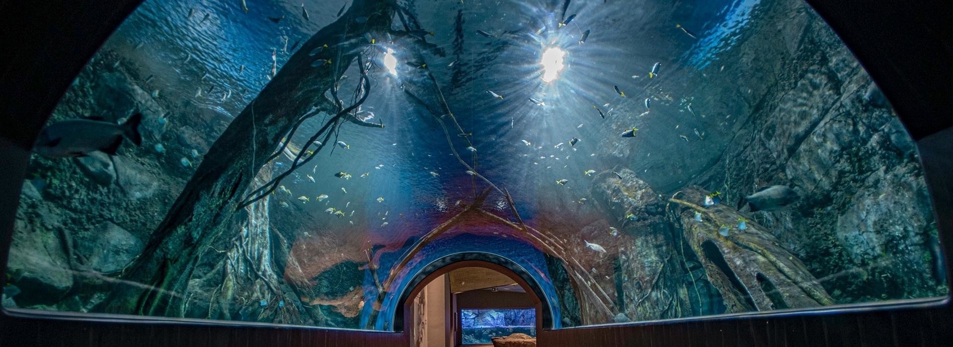Creating Iconic International Aquariums On The Sunshine Coast | Invest ...